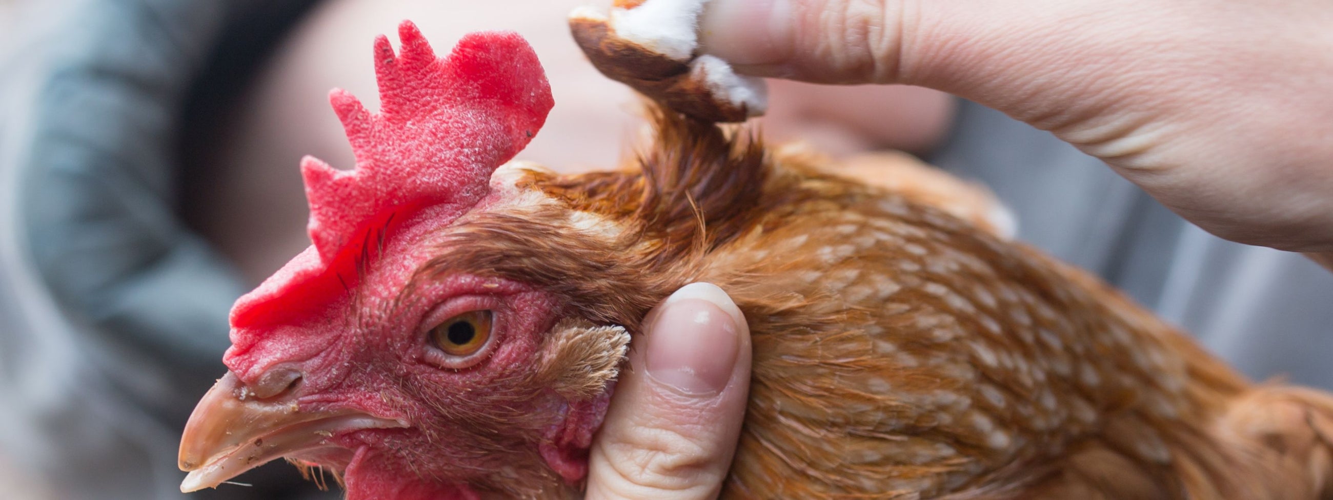 Beflügelt + Hühnergesundheit: Produkte direkt vom Tierarzt